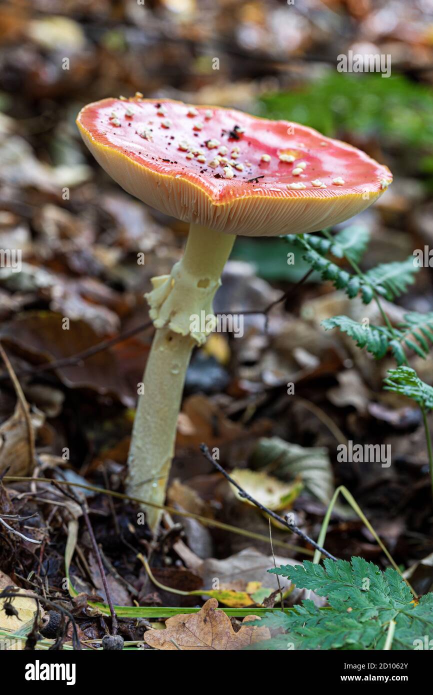 Amanita muscaria, commonly known as fly agaric or fly amanita, is a ...