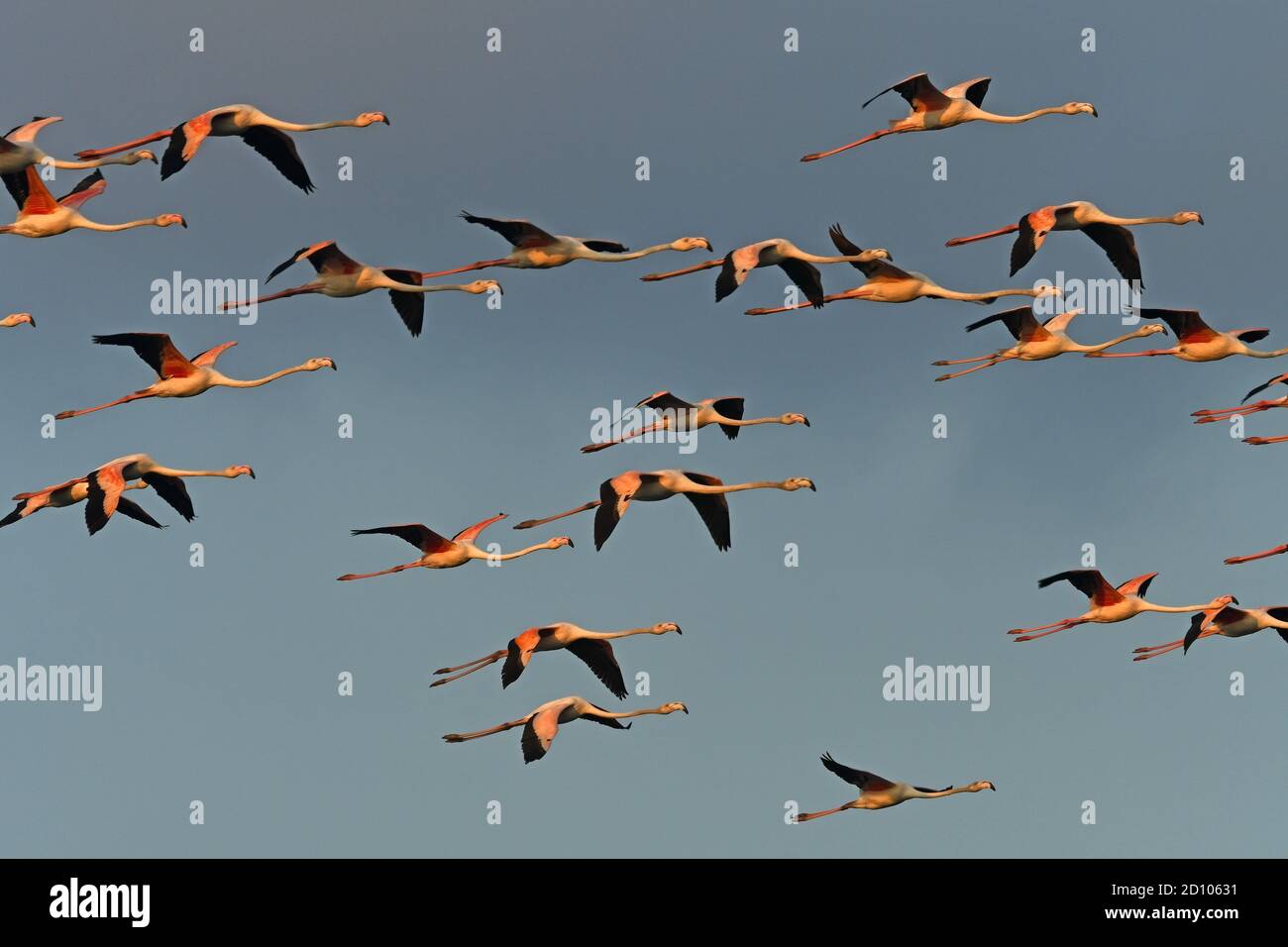 Flamingo - Large flock flying Stock Photo - Alamy
