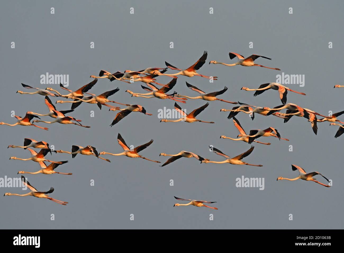 Flamingo - Large flock flying Stock Photo - Alamy