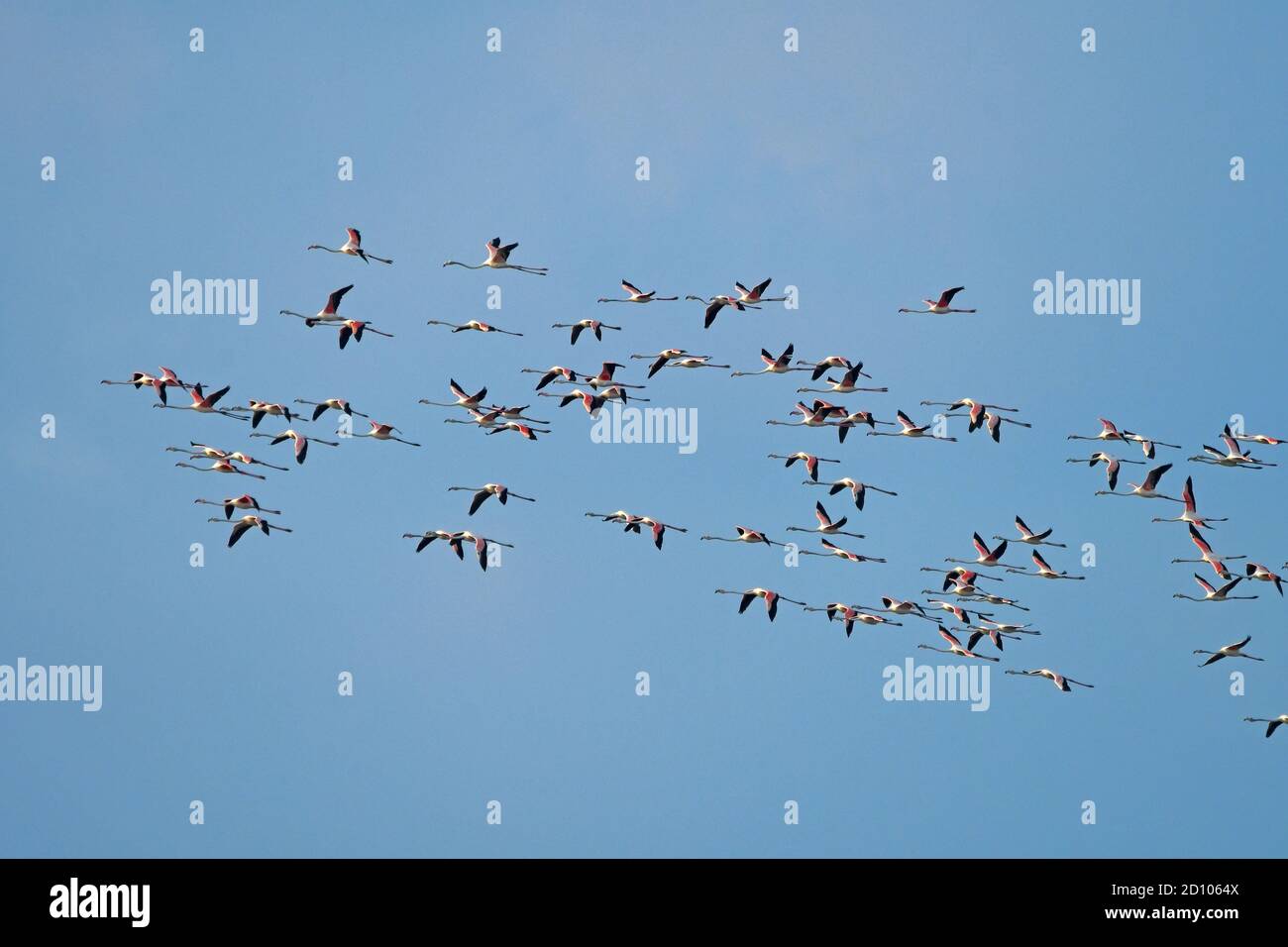 Flamingo - Large flock flying Stock Photo - Alamy