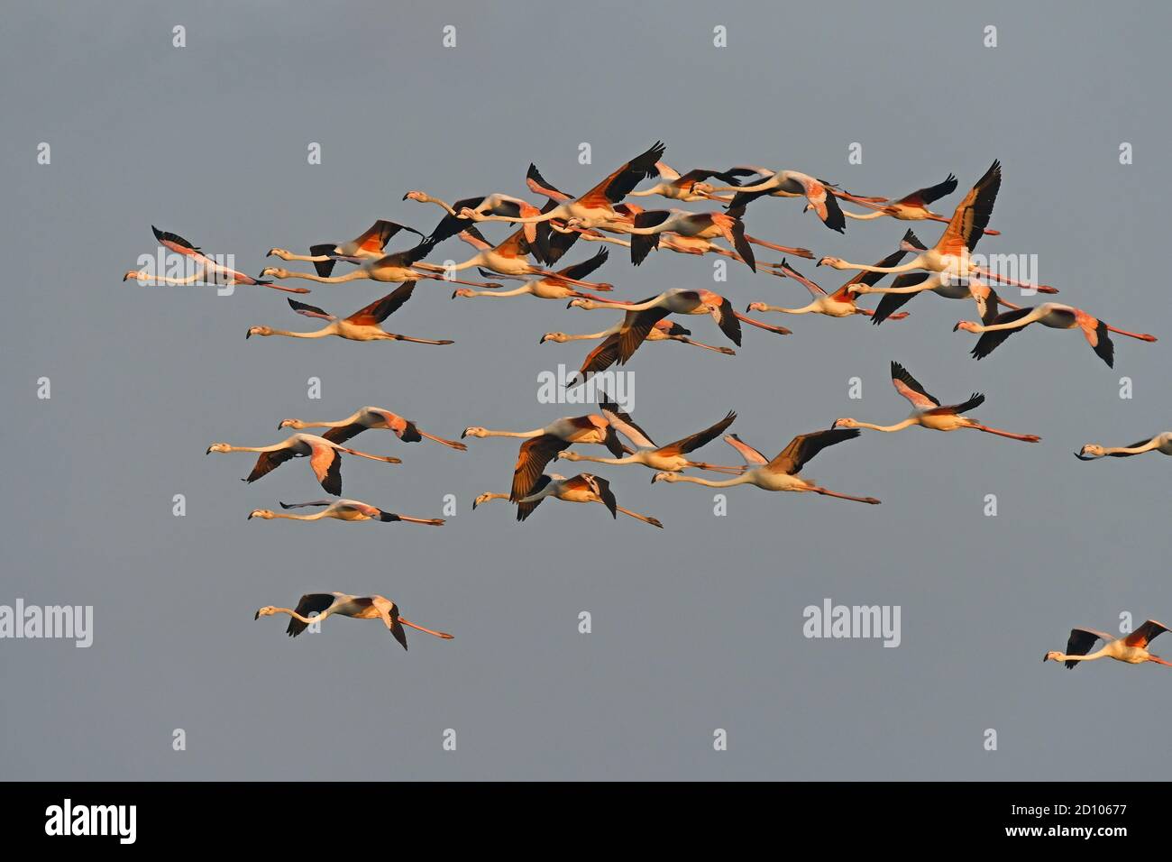 Flamingo - Large flock flying Stock Photo - Alamy