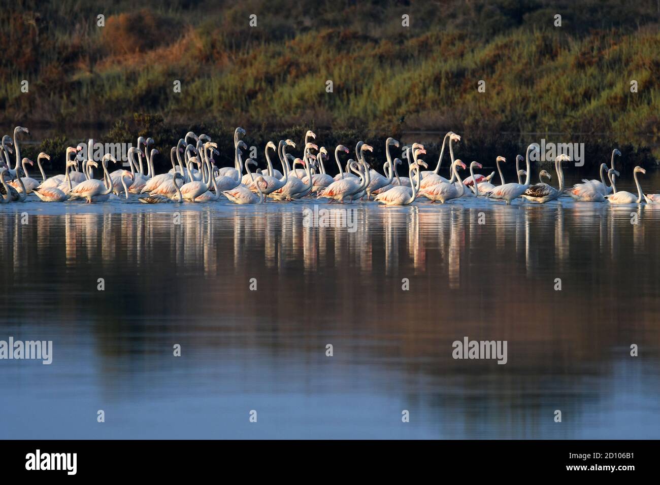 Group flock water hi-res stock photography and images - Alamy