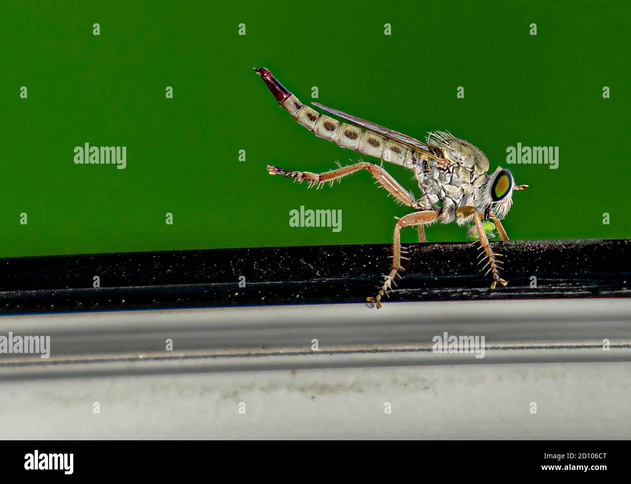 Robber flies,The Asilidae are the robber fly family, also called ...