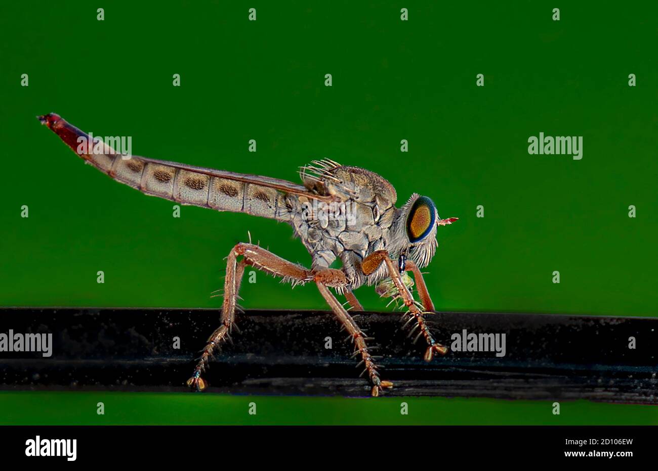 Robber flies,The Asilidae are the robber fly family, also called ...