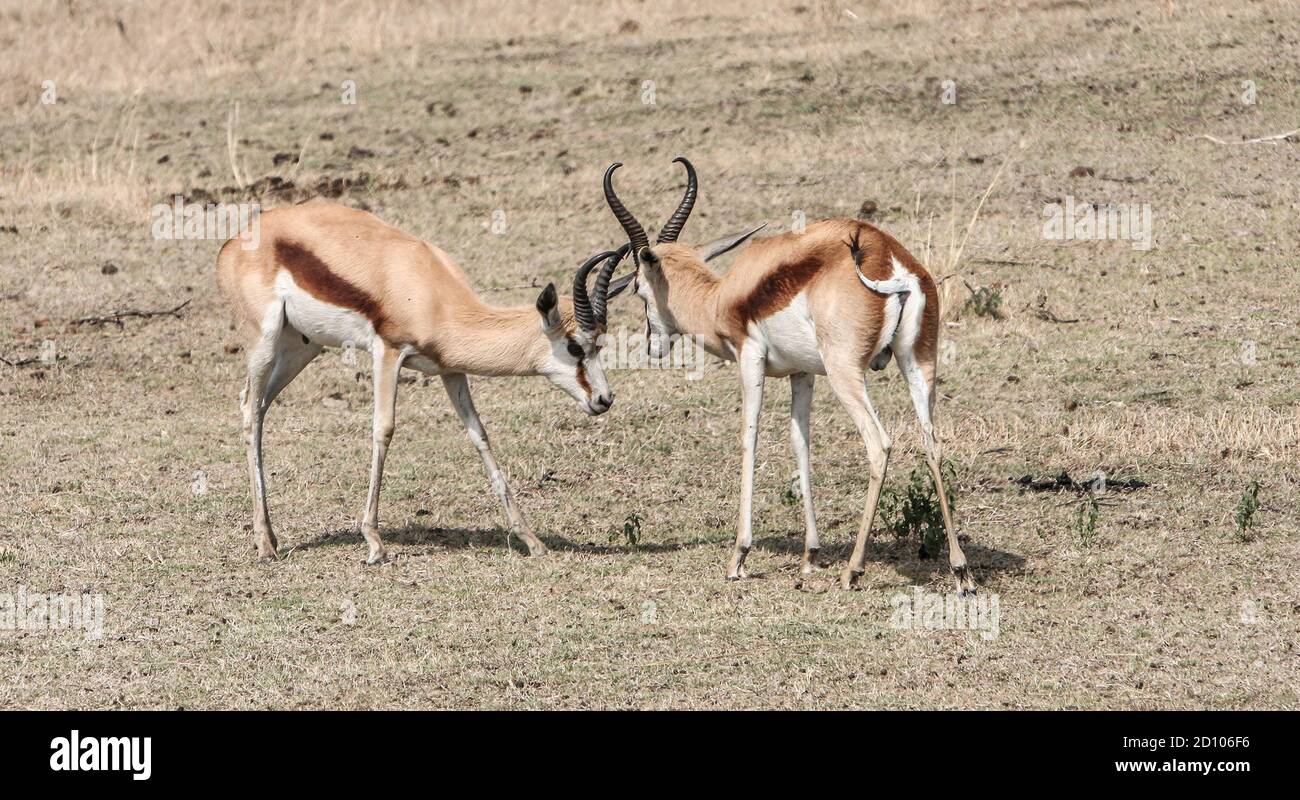 Chennai, Oct 4 :- To day Being an International Animals Day awarness ...