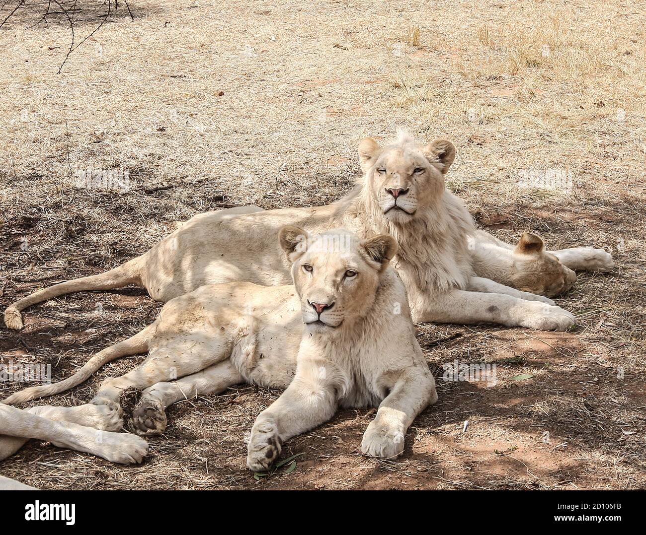 Chennai, Oct 4 :- To day Being an International Animals Day awarness ...