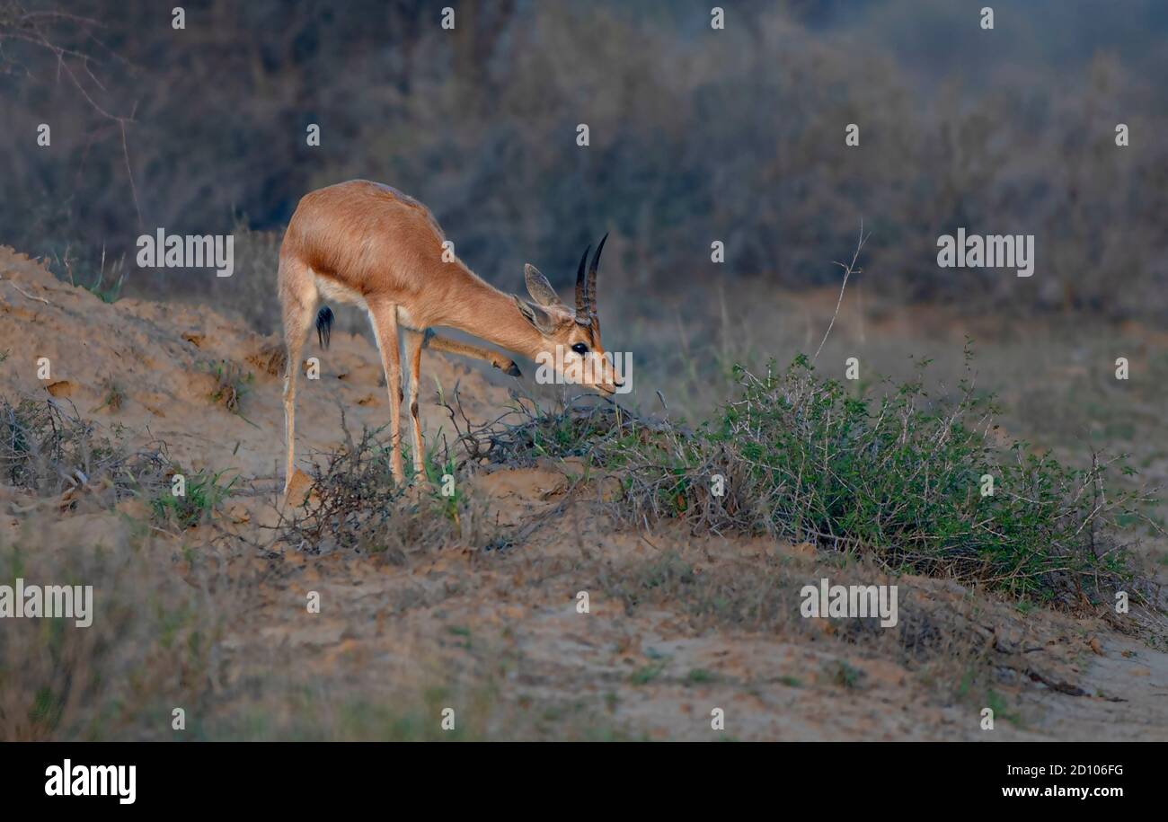 The chinkara, also known as the Indian gazelle, is a gazelle species ...