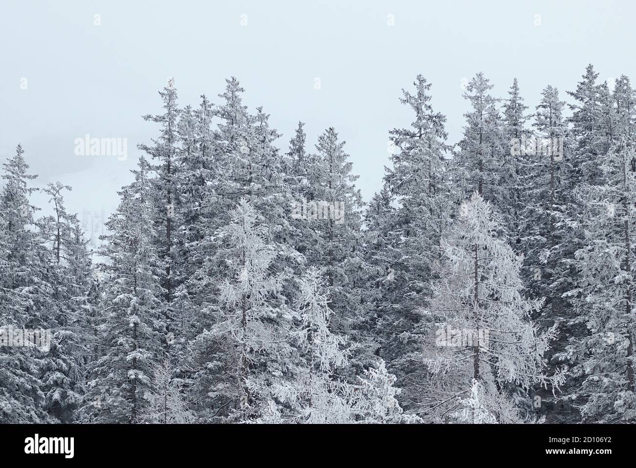 Winter forest landscape. Snow covered pine tree forest in nature after ...