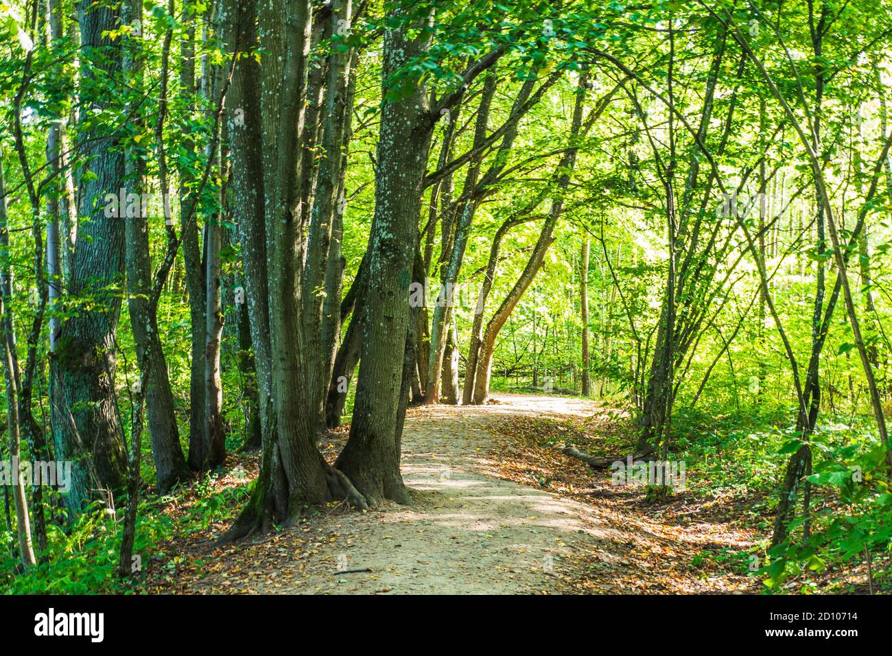 Forest Path Sunlight Scene. Deep Forest Hiking Trail. Forest Trail ...