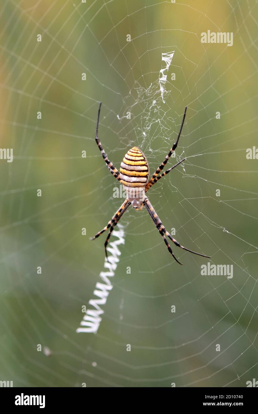 Striped Spider High Resolution Stock Photography and Images - Alamy