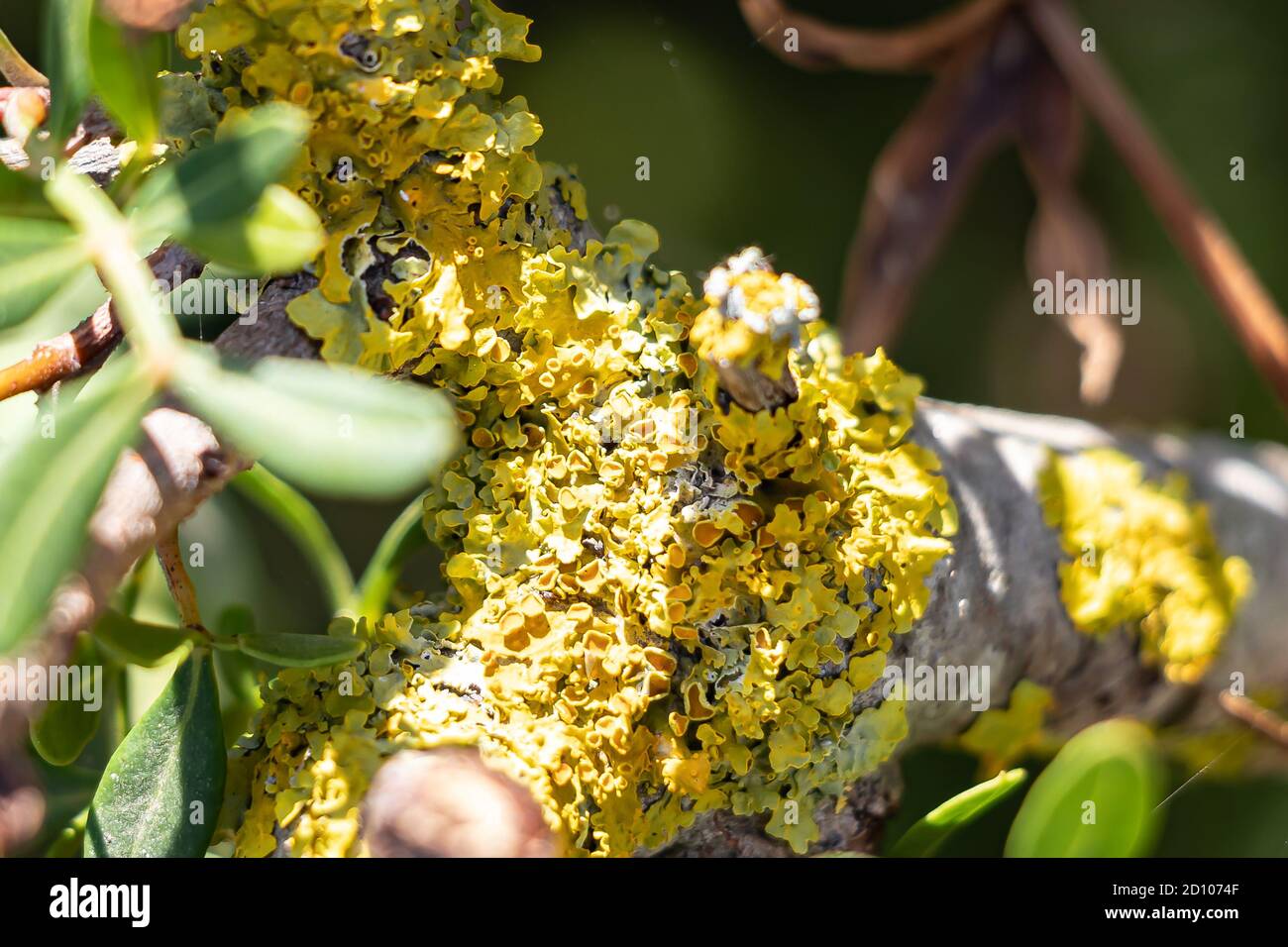 Detail of fungus on the bark of a bush. The bark of trees and bush are ...
