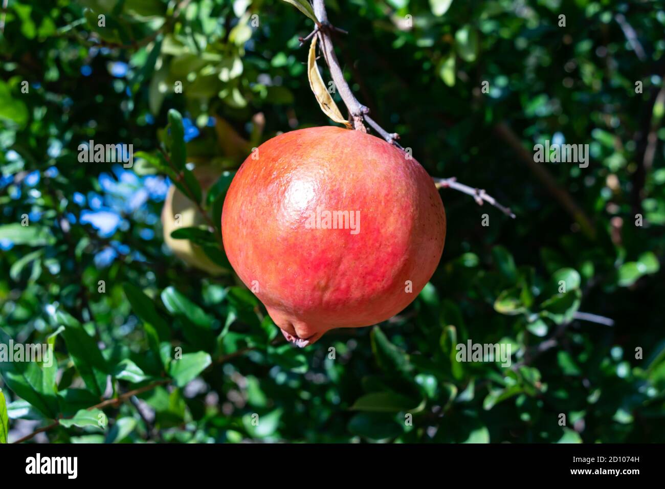 Pomegranate plantation hi-res stock photography and images - Alamy