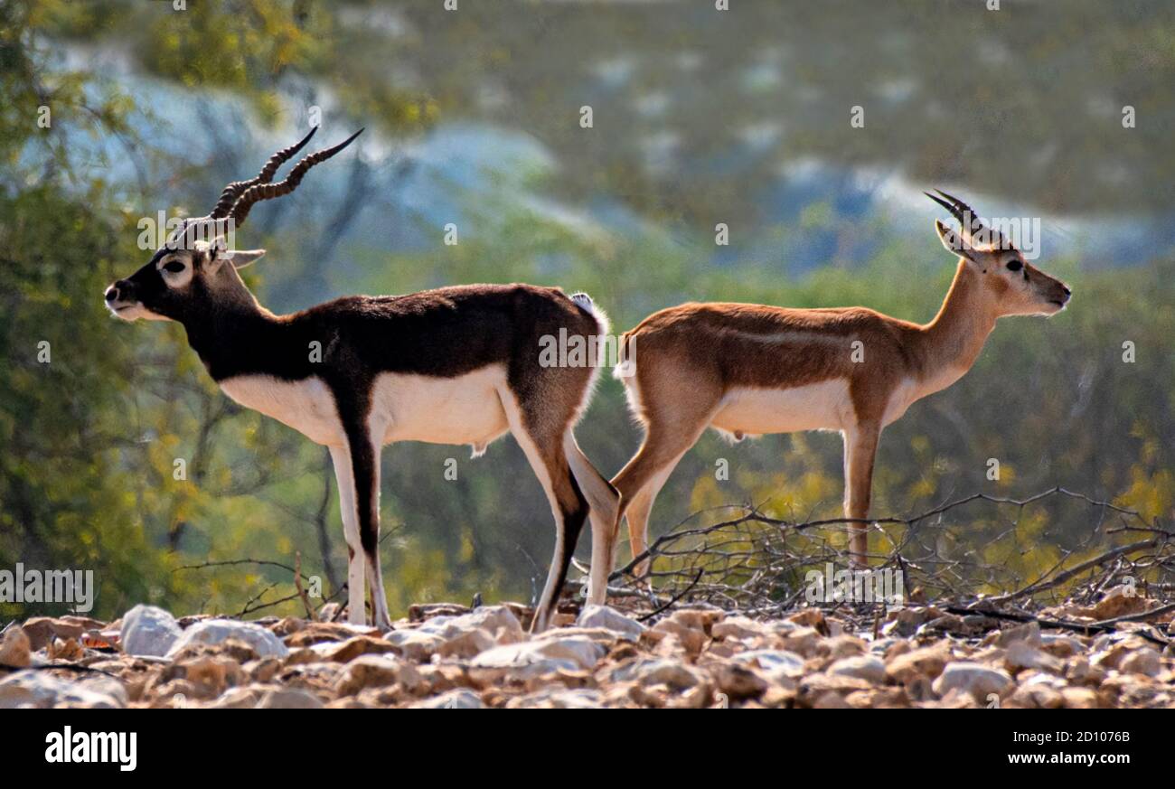 Stag blackbuck hi-res stock photography and images - Alamy