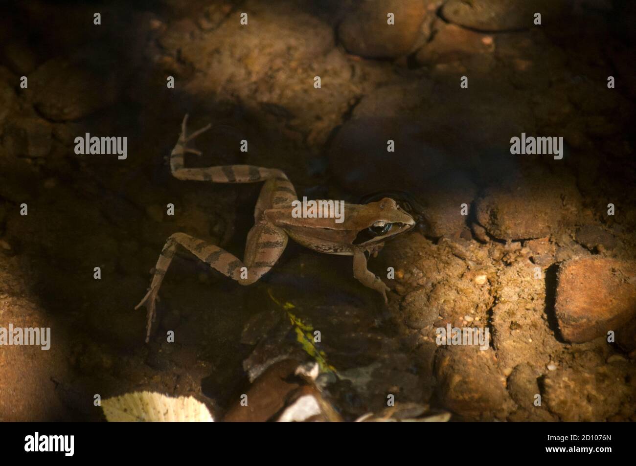 Little brown frog in calm pond water closeup Stock Photo - Alamy