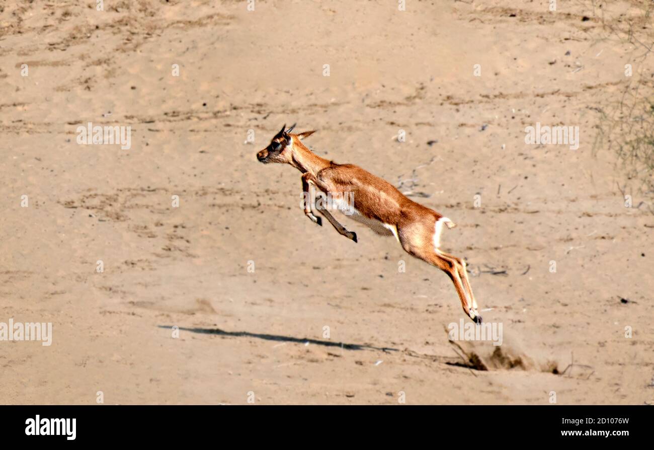 Male indian blackbuck known hi-res stock photography and images - Alamy