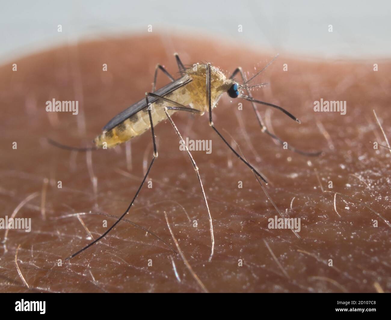 Mosquito about to puncture the skin of a man Stock Photo - Alamy