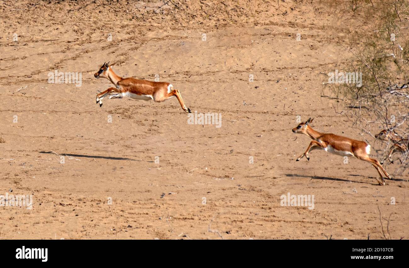 Sole extant member hi-res stock photography and images - Alamy