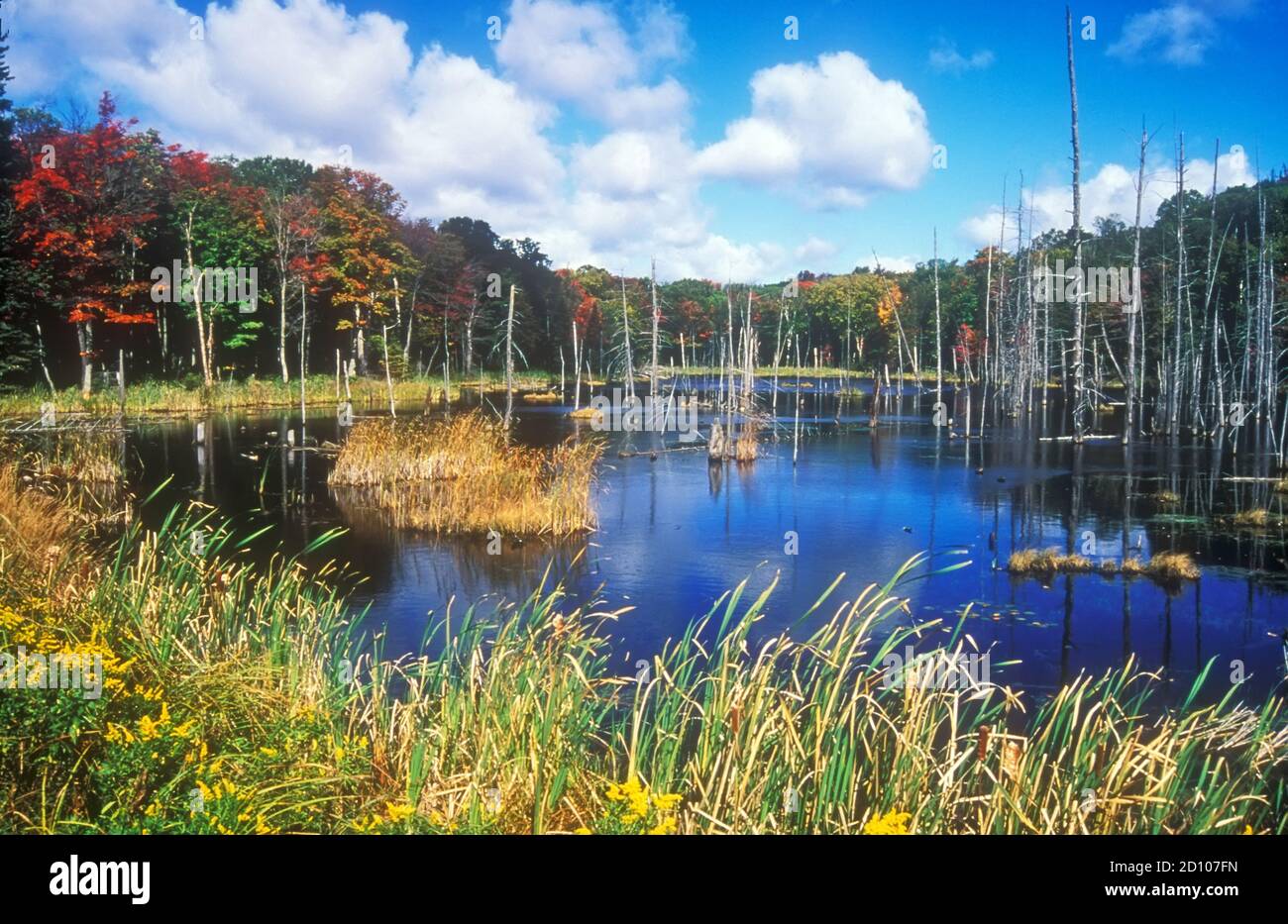 Marsh in North America Stock Photo - Alamy