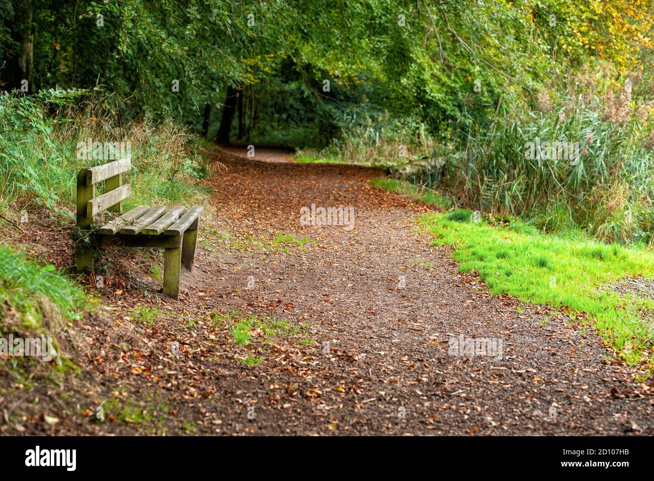 Wooden bench in a nature park in Northern Ireland. Nice day in early ...