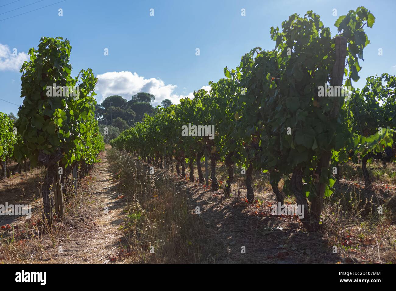 View of a farm, agricultural fields with vineyards, typically ...