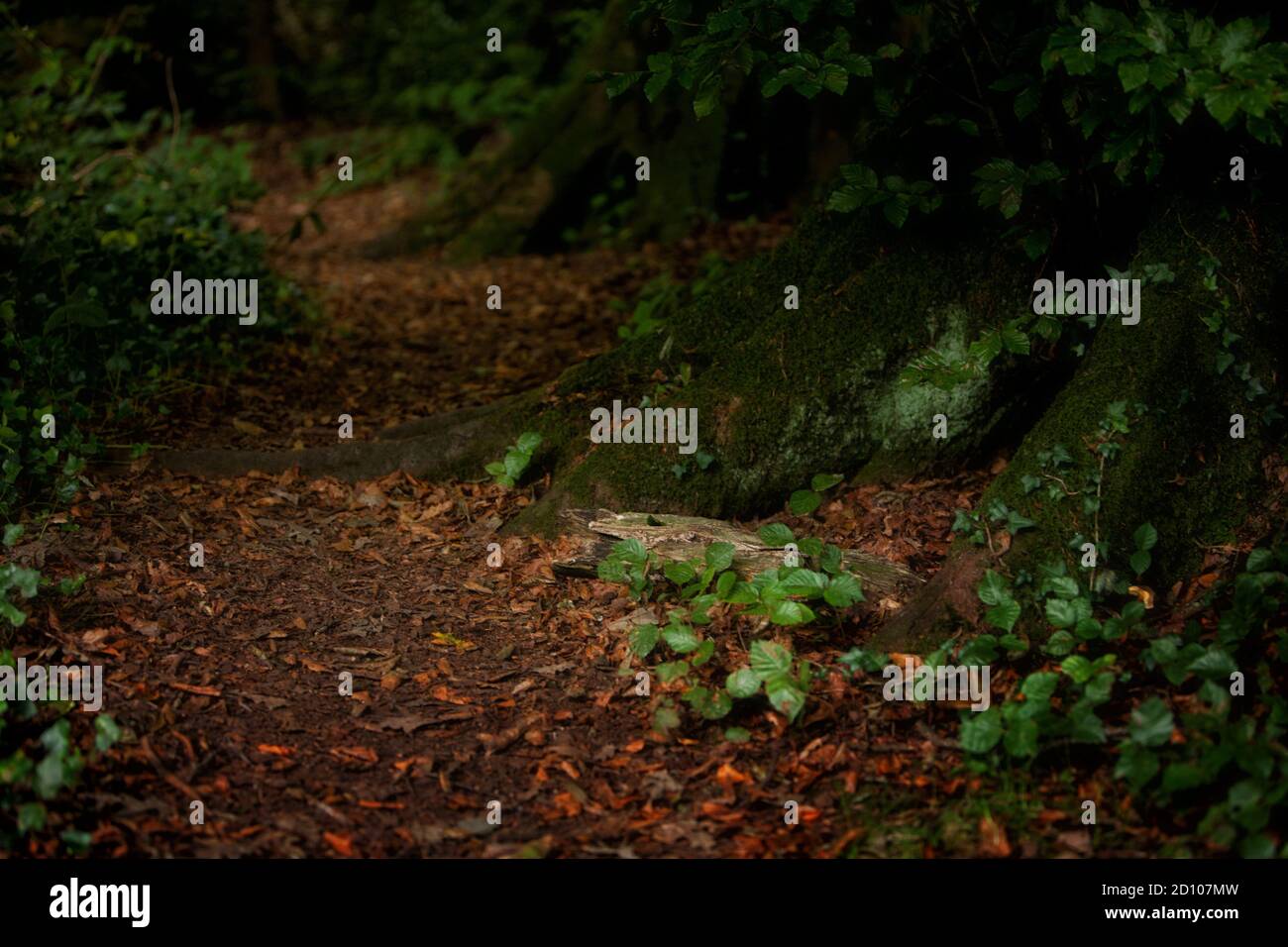 Mystical woods hi-res stock photography and images - Alamy