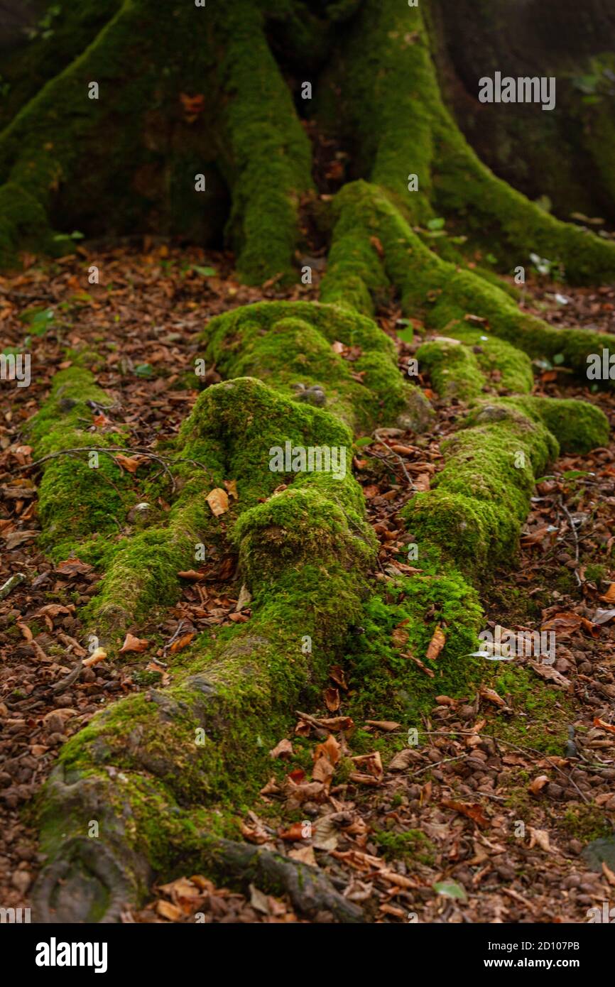 Mystical woods hi-res stock photography and images - Alamy