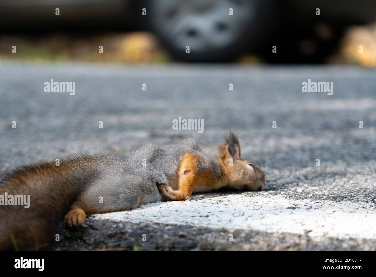 A dead squirrel lies on the road, just been killed by a car Stock Photo ...
