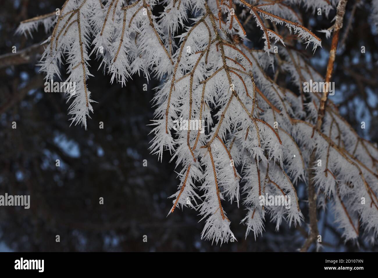 Ice spikes and icicles on tree branch after cold frosty snow storm ...