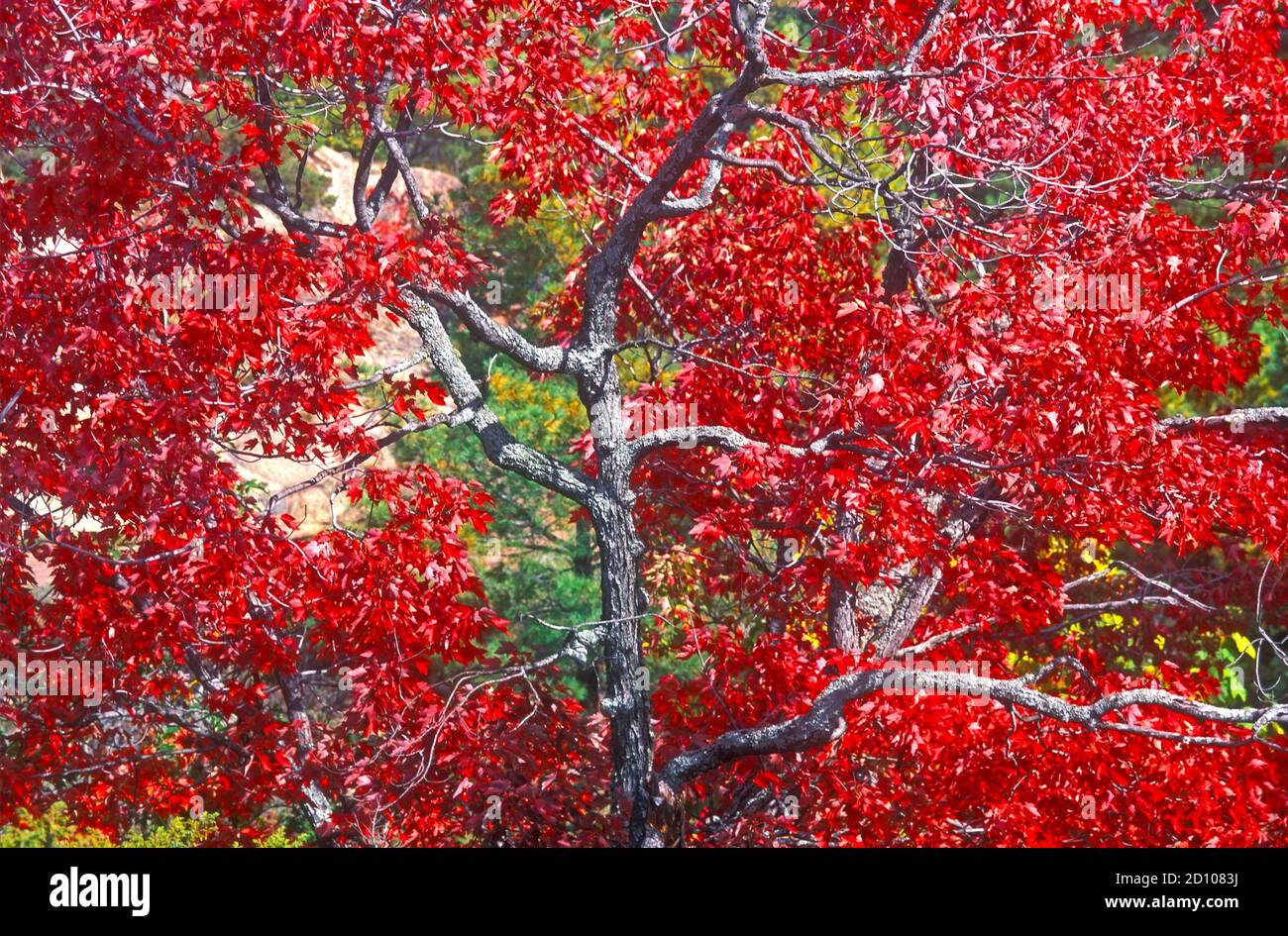 Maple tree colors hi-res stock photography and images - Alamy