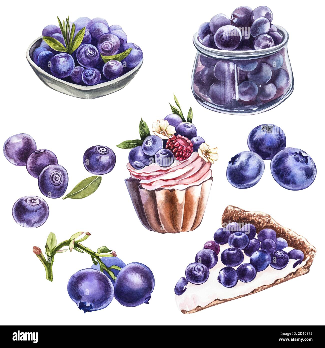 Blueberry. Watercolor botanical illustration. Hand drawn watercolor ...