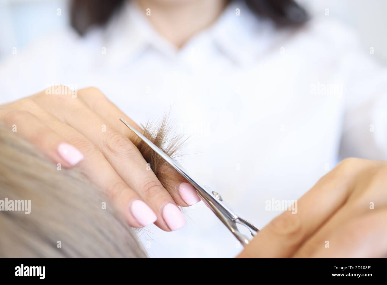 Woman hold strand of hair with her hand and cut with scissors with ...