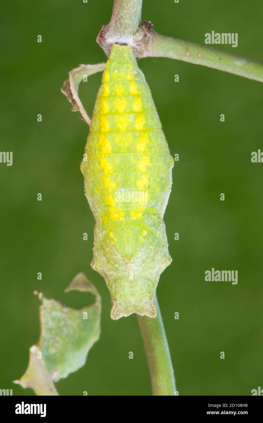 Pupa shell hi-res stock photography and images - Alamy