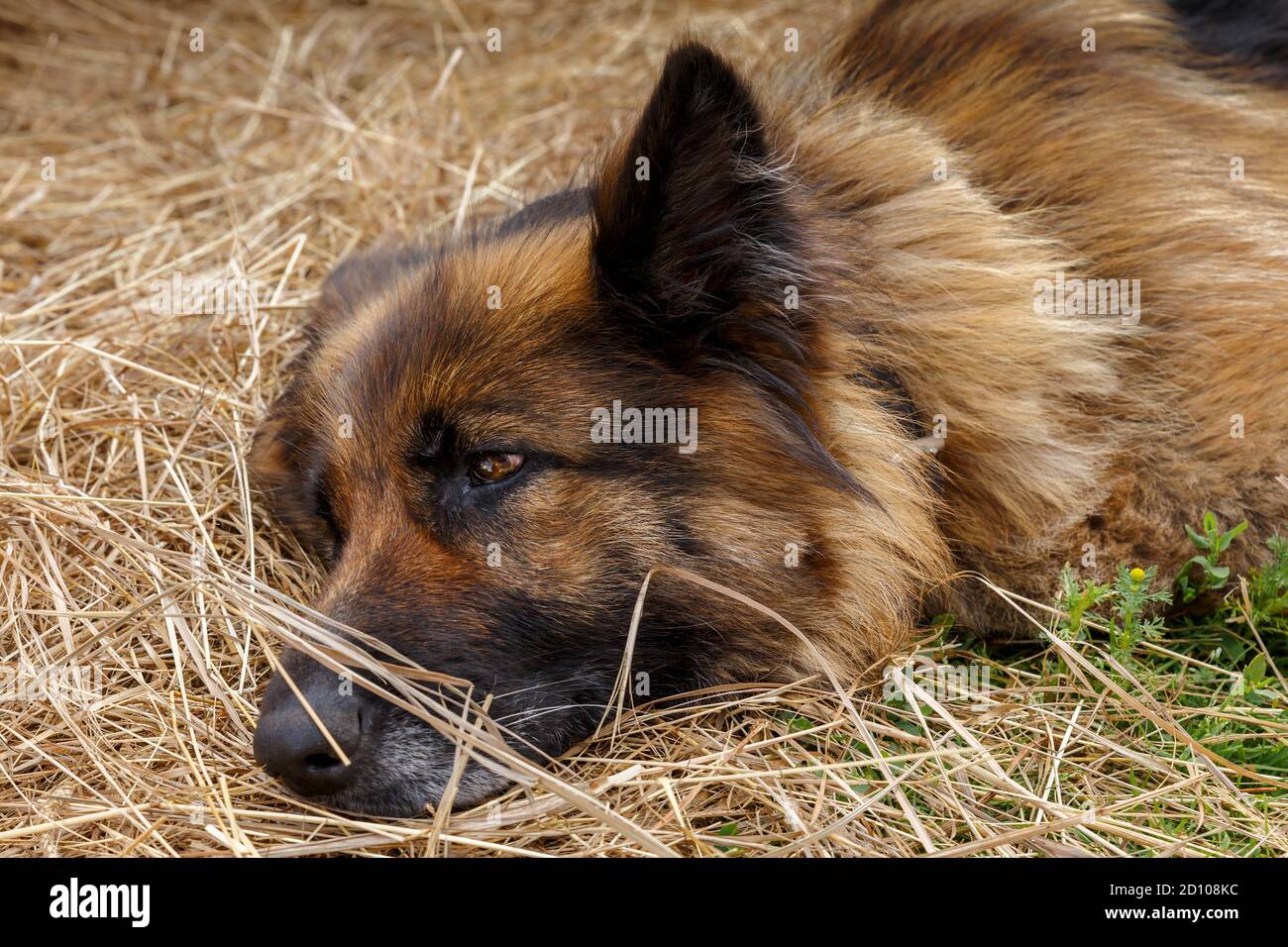 German shepherd dog. A sad sick dog lies in the hay Stock Photo - Alamy