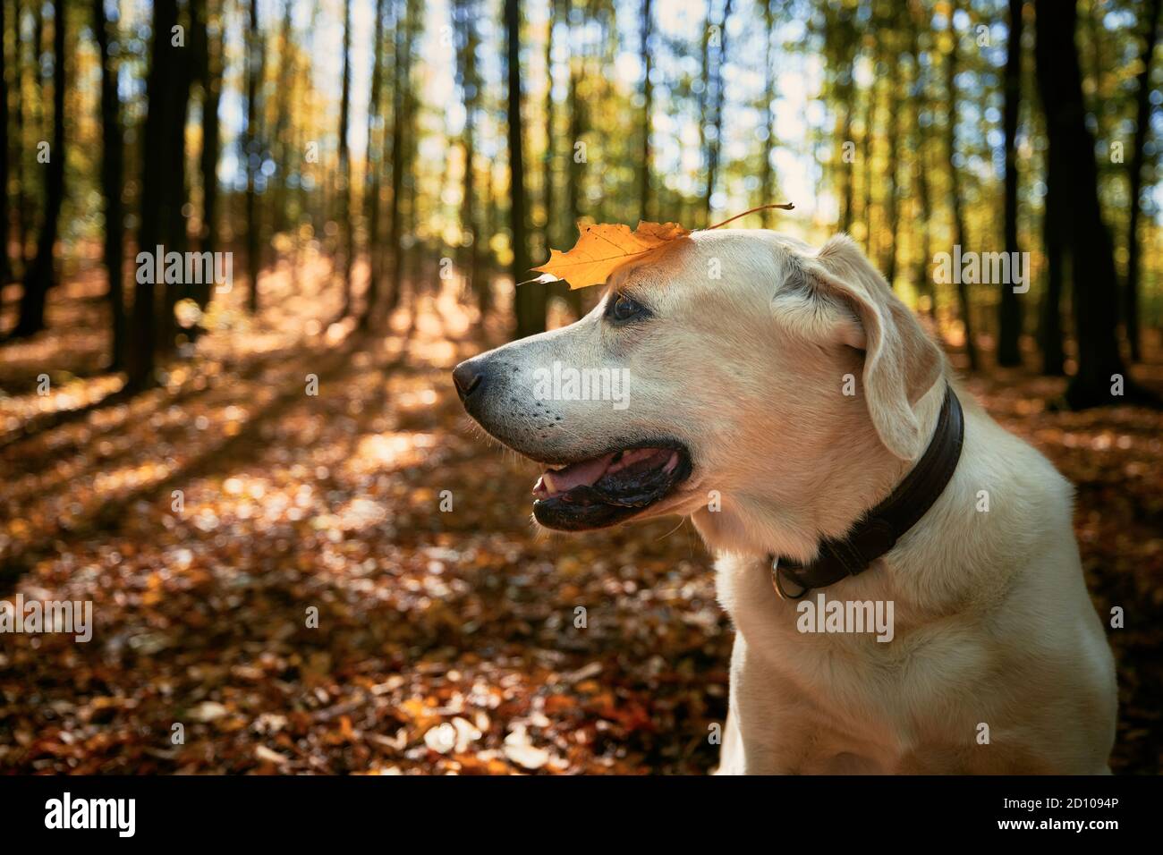 Happy dog in autumn forest. Old labrador retriever wit yellow leaf on ...