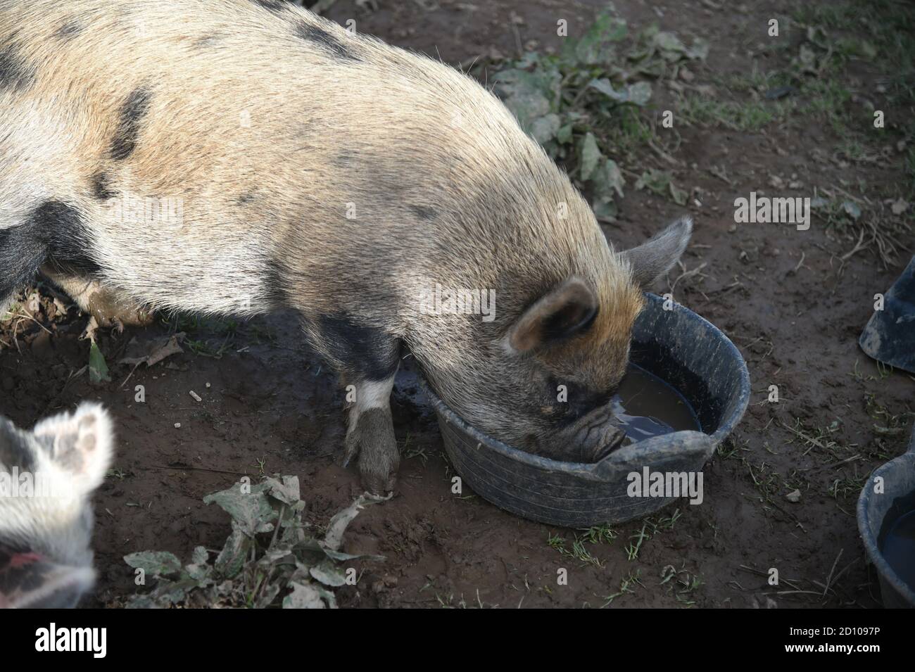 Pigs, Livestock, farm animals Stock Photo - Alamy
