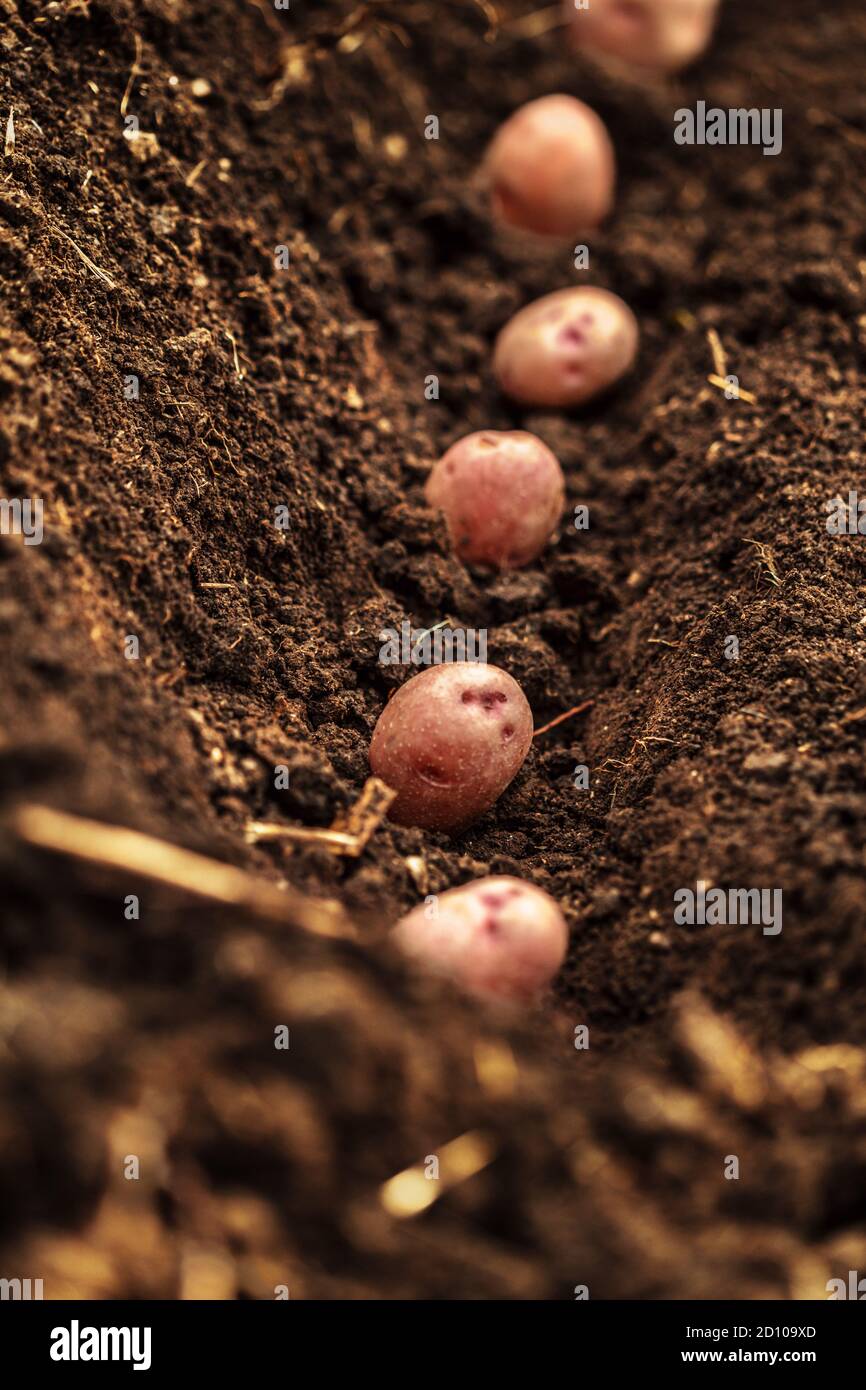 potato field vegetable with tubers in soil dirt surface background ...