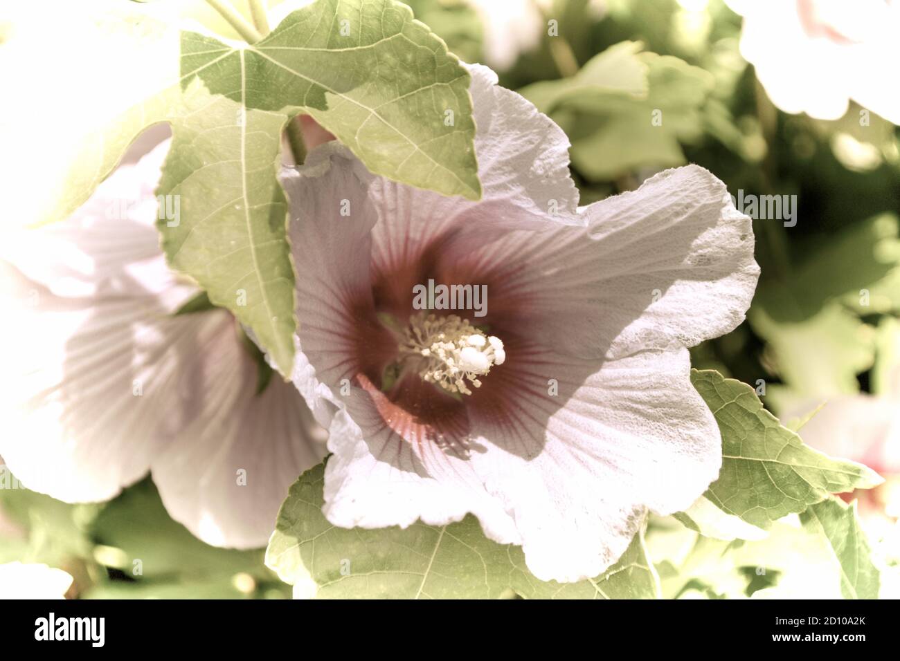 Close up of a beautiful flower in the garden at spring time in old ...