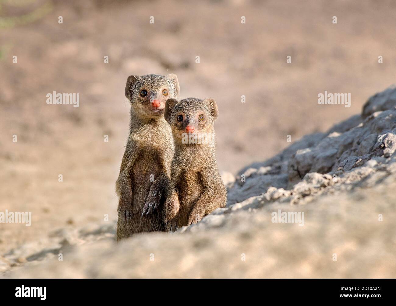 The Indian grey mongoose is a mongoose species native to the Indian ...