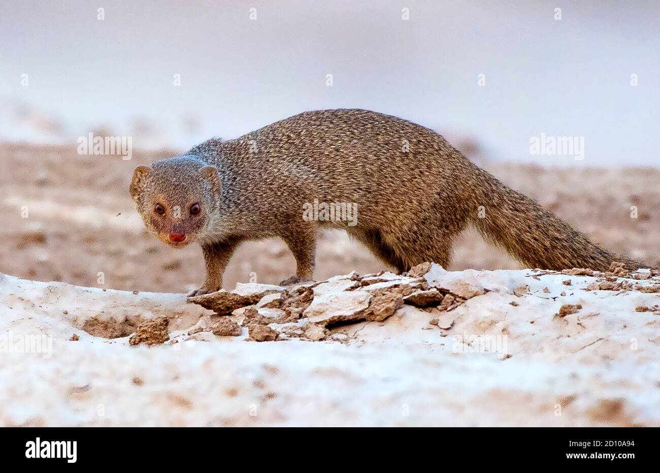 The Indian grey mongoose is a mongoose species native to the Indian ...