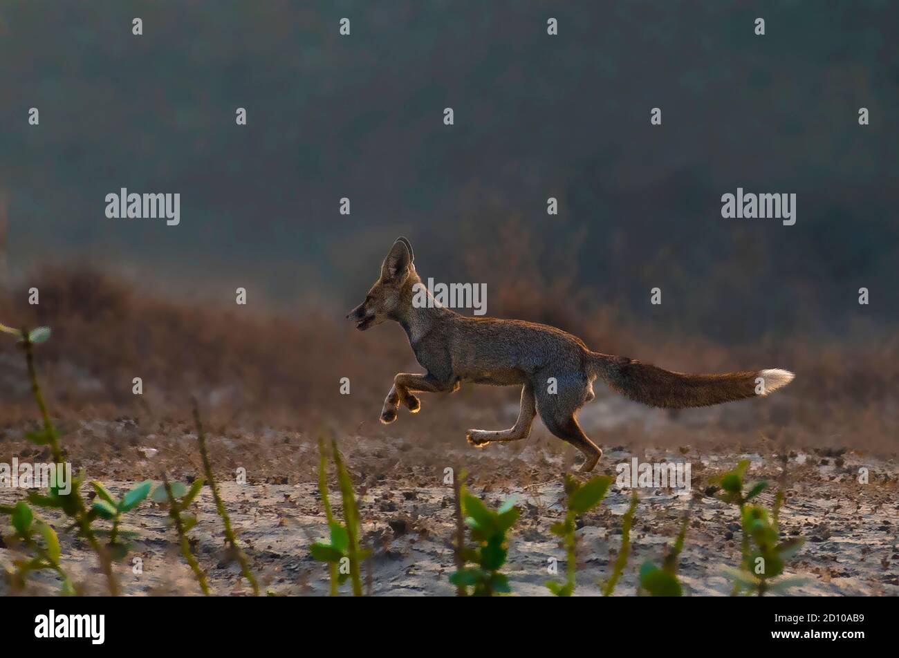 The Bengal fox, also known as the Indian fox, is a fox endemic to the ...