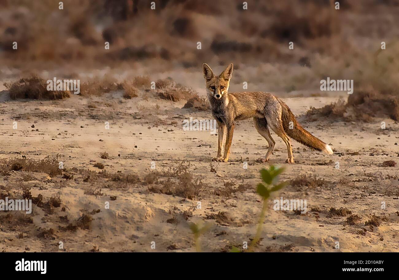 The Bengal fox, also known as the Indian fox, is a fox endemic to the ...