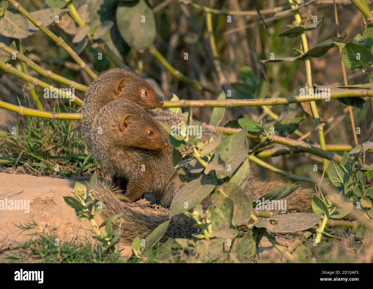The Indian grey mongoose is a mongoose species native to the Indian ...