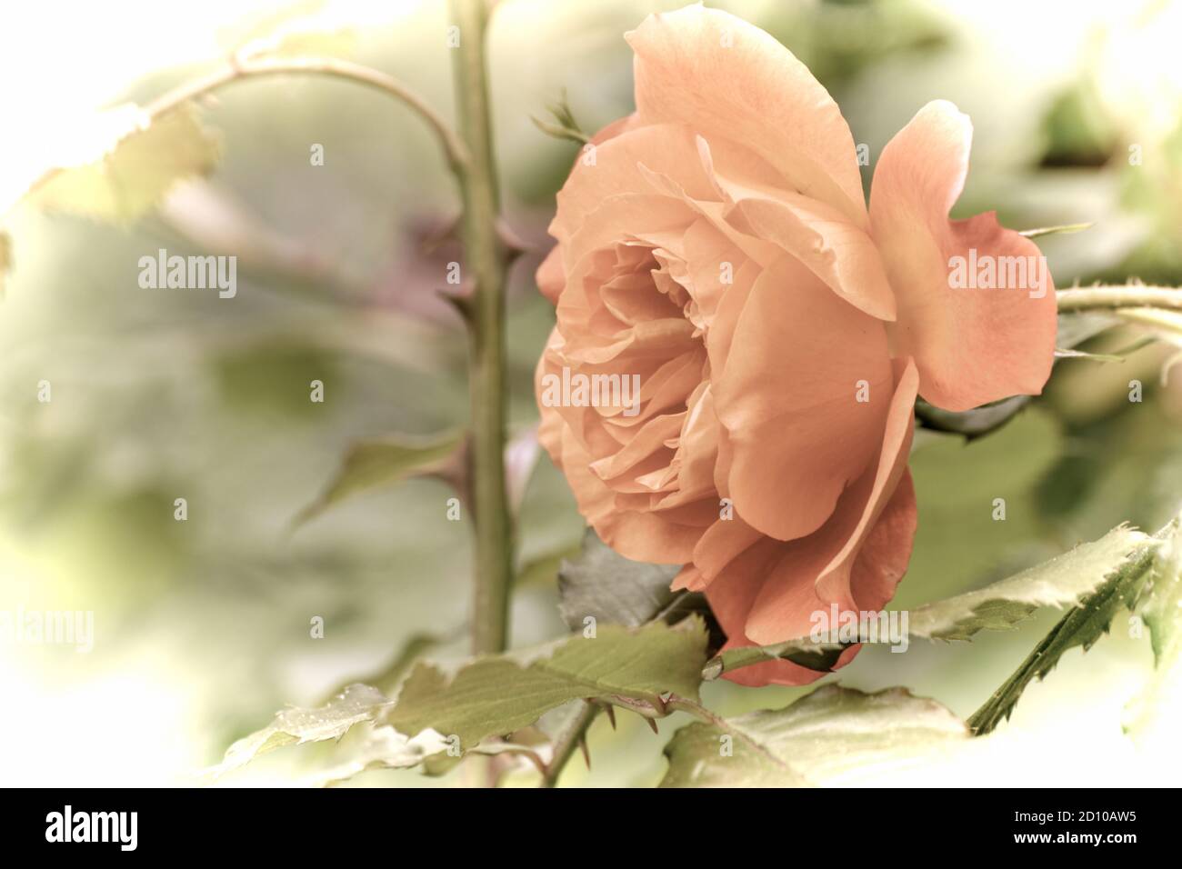 Close up of a beautiful flower in the garden at spring time in old ...