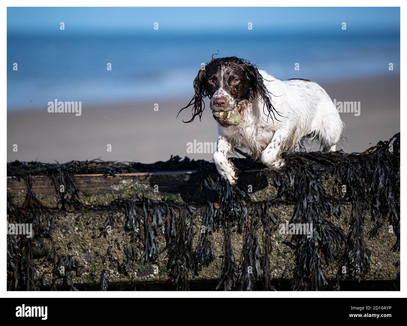 Springer spaniel in the woods hi-res stock photography and images - Alamy