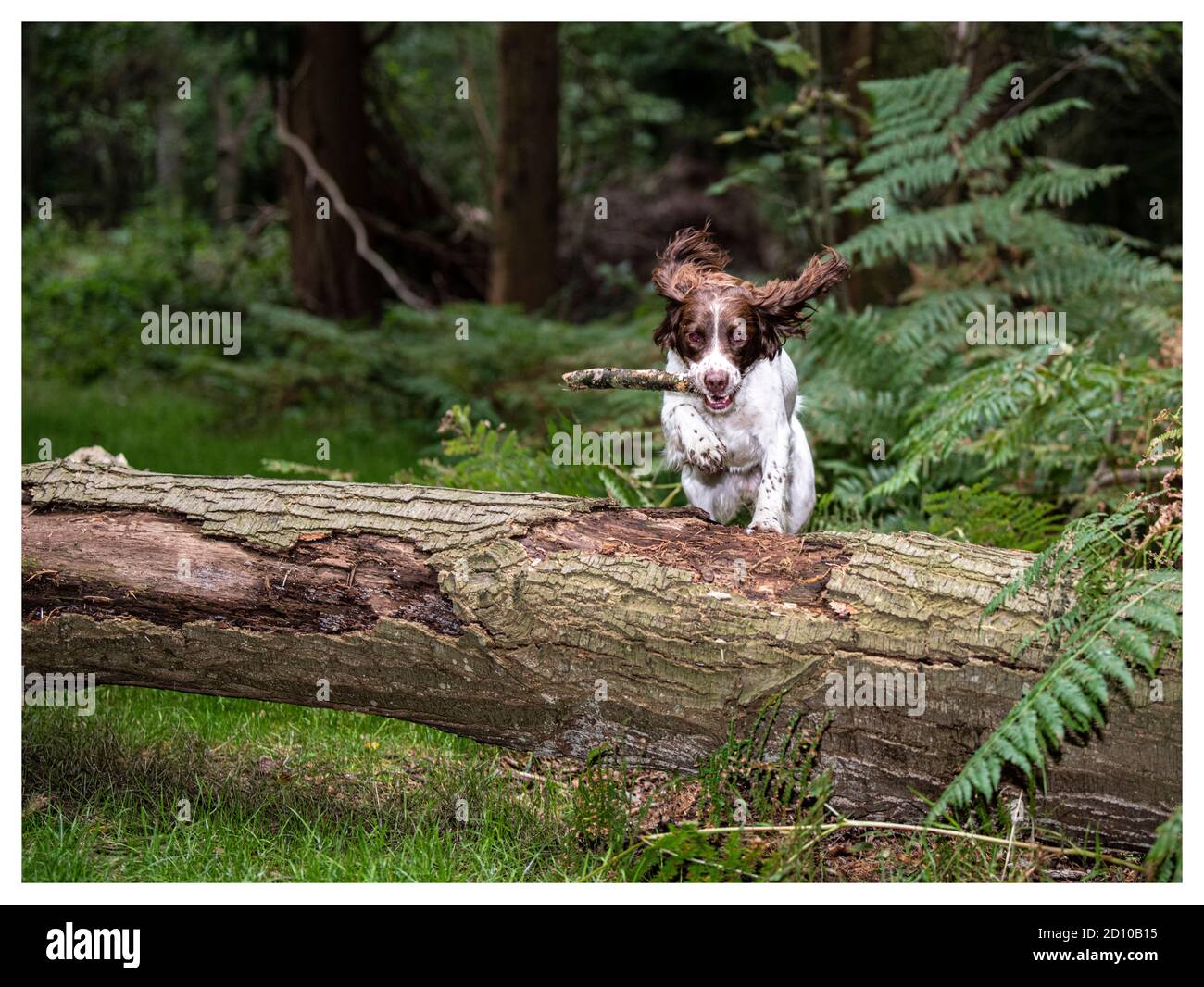 English Springer Spaniel Jumping Stock Photo - Alamy