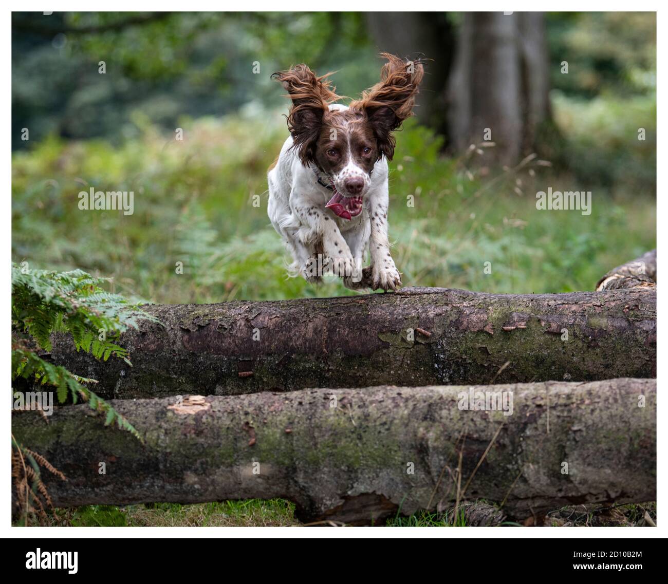 English Springer Spaniel Jumping Stock Photo - Alamy