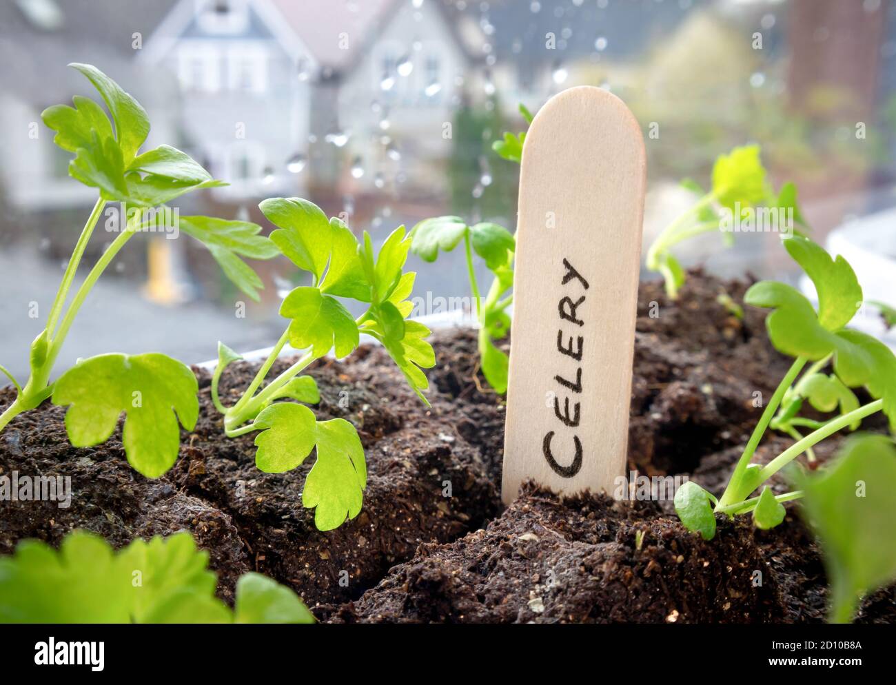 Celery plants on window sill, indoors. Rain drops and buildings ...