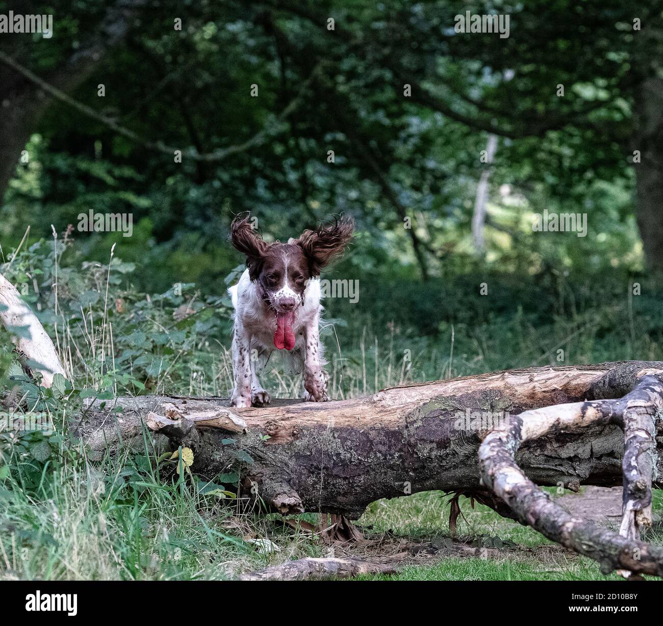 English Springer Spaniel Jumping Stock Photo - Alamy