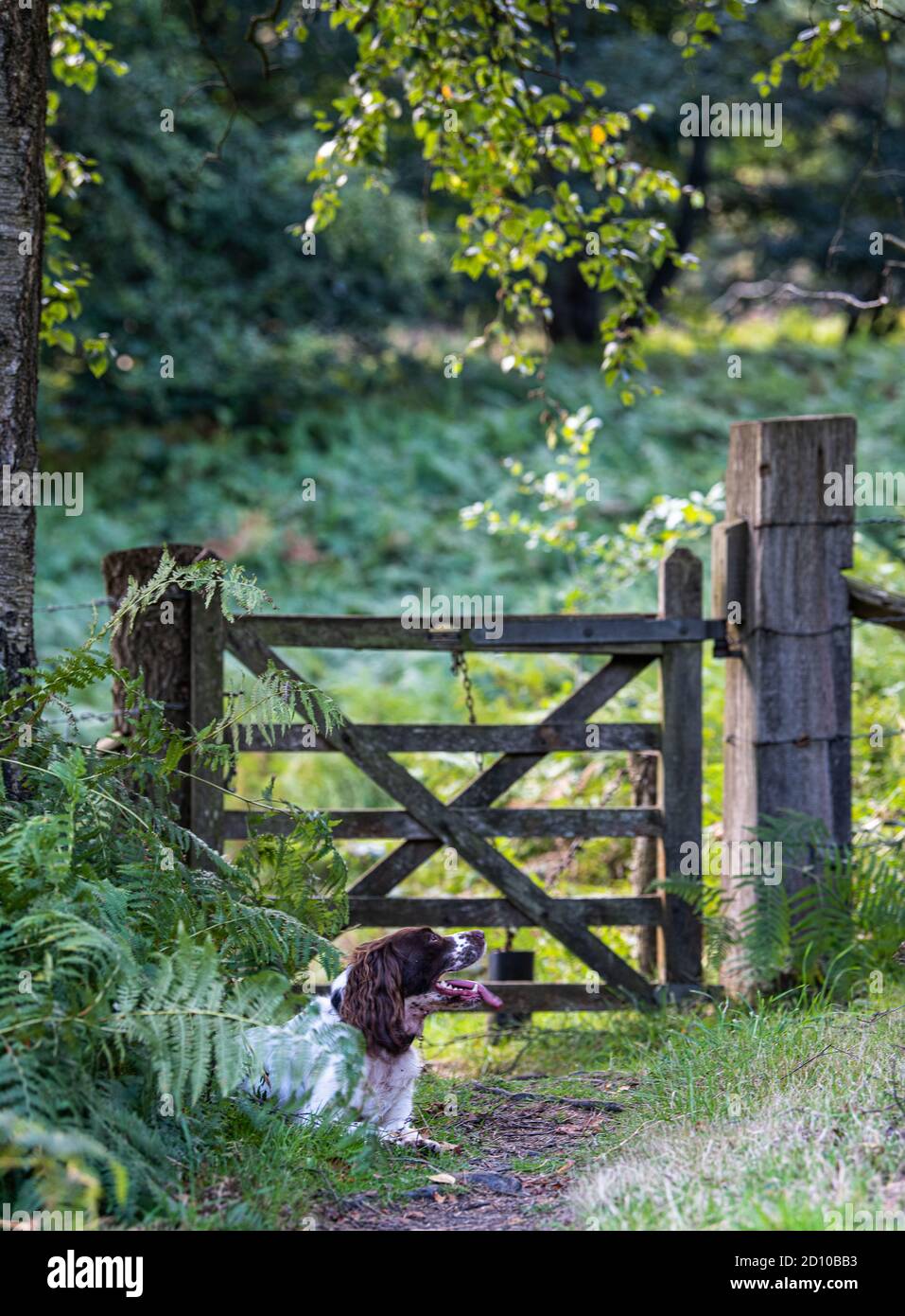 Spaniel in woods hi-res stock photography and images - Alamy