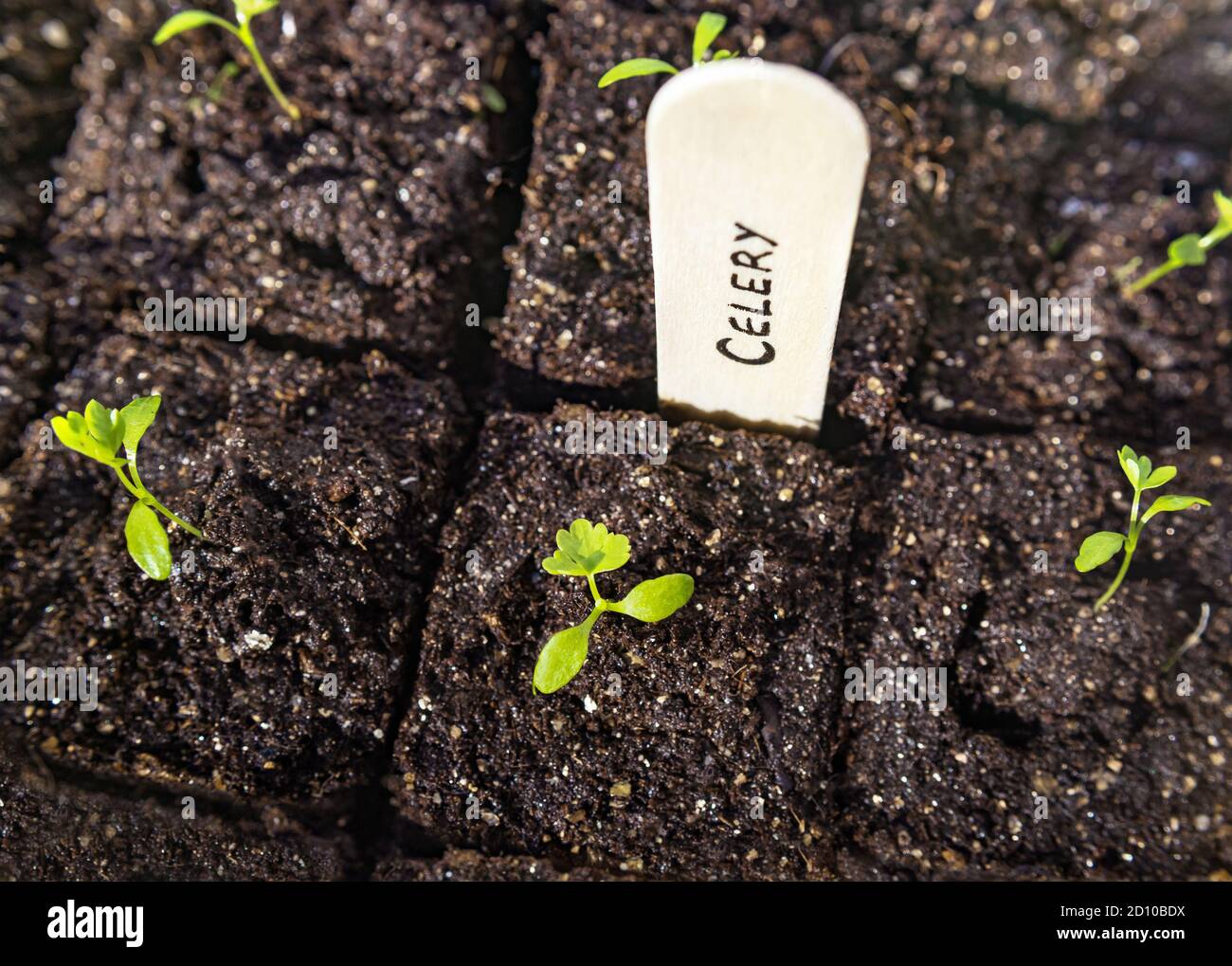 Celery plant with wooden name tag. (Apium graveolens) Close up. Early ...